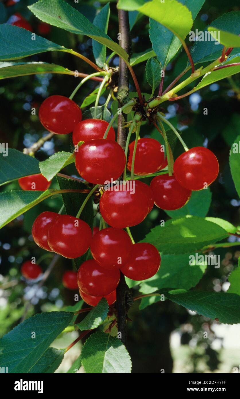 Morello Cherry 'De Montmorency' (Prunus cerasus) fruits Stock Photo - Alamy