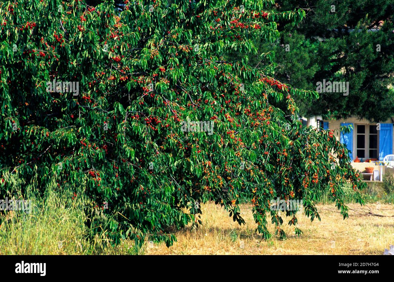 Cherry bigarreau 'Napoleon' (Prunus avium) fruits on tree Stock Photo ...