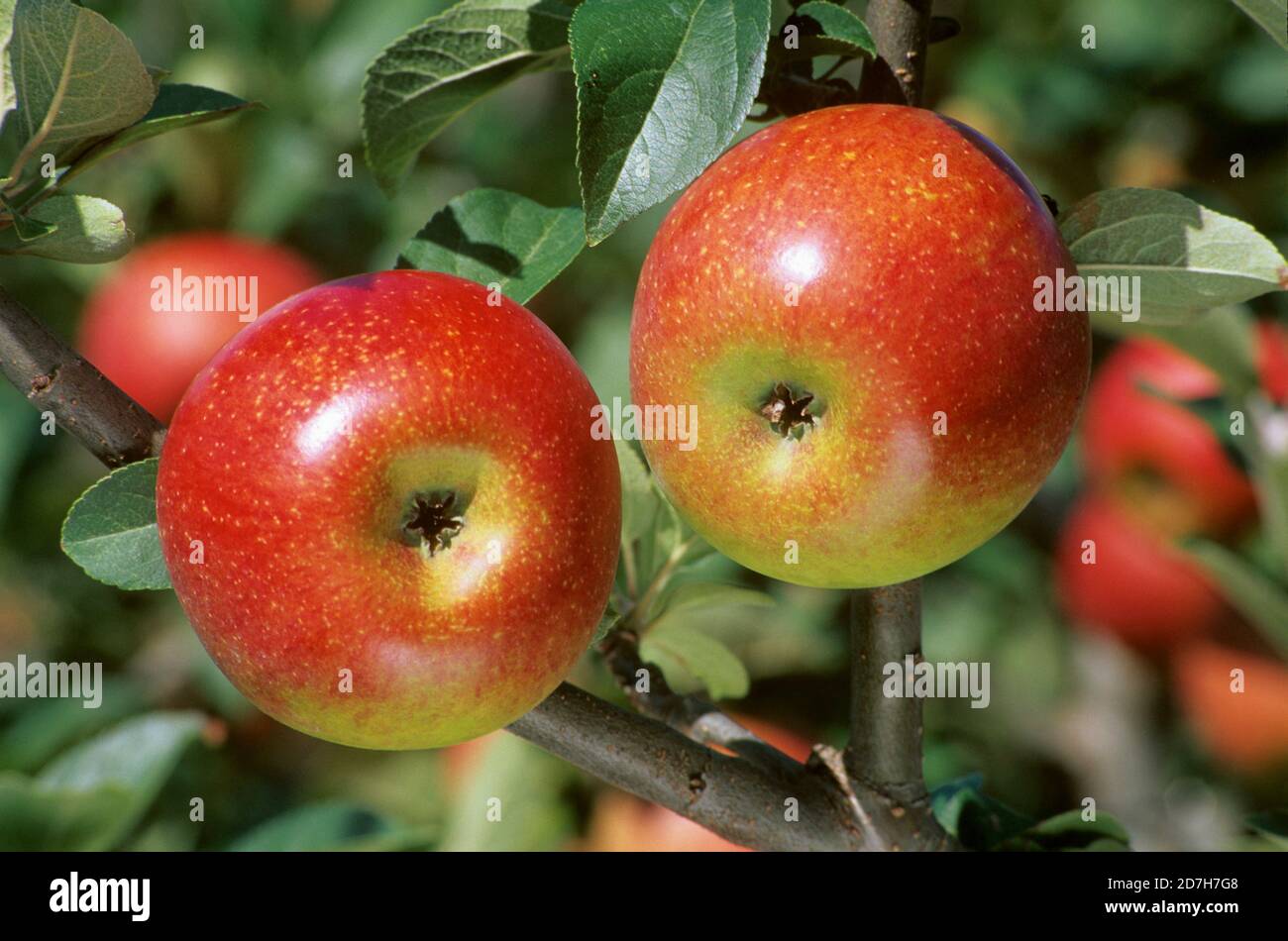 Apple 'Reine des Reinettes'(Malus communis), fruit on the tree in ...
