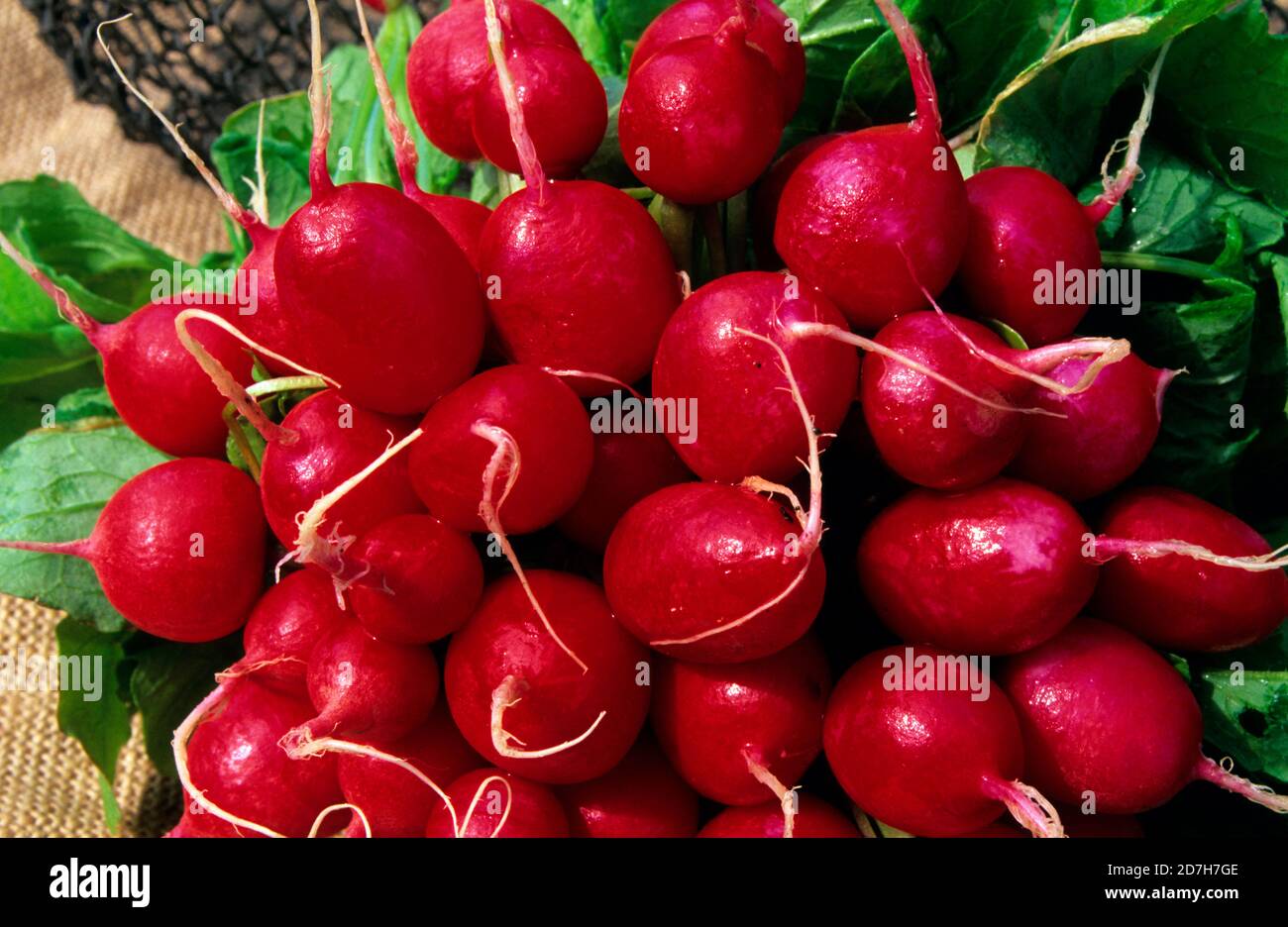 Radish (Raphanus sativus) 'Tarzan' Stock Photo - Alamy