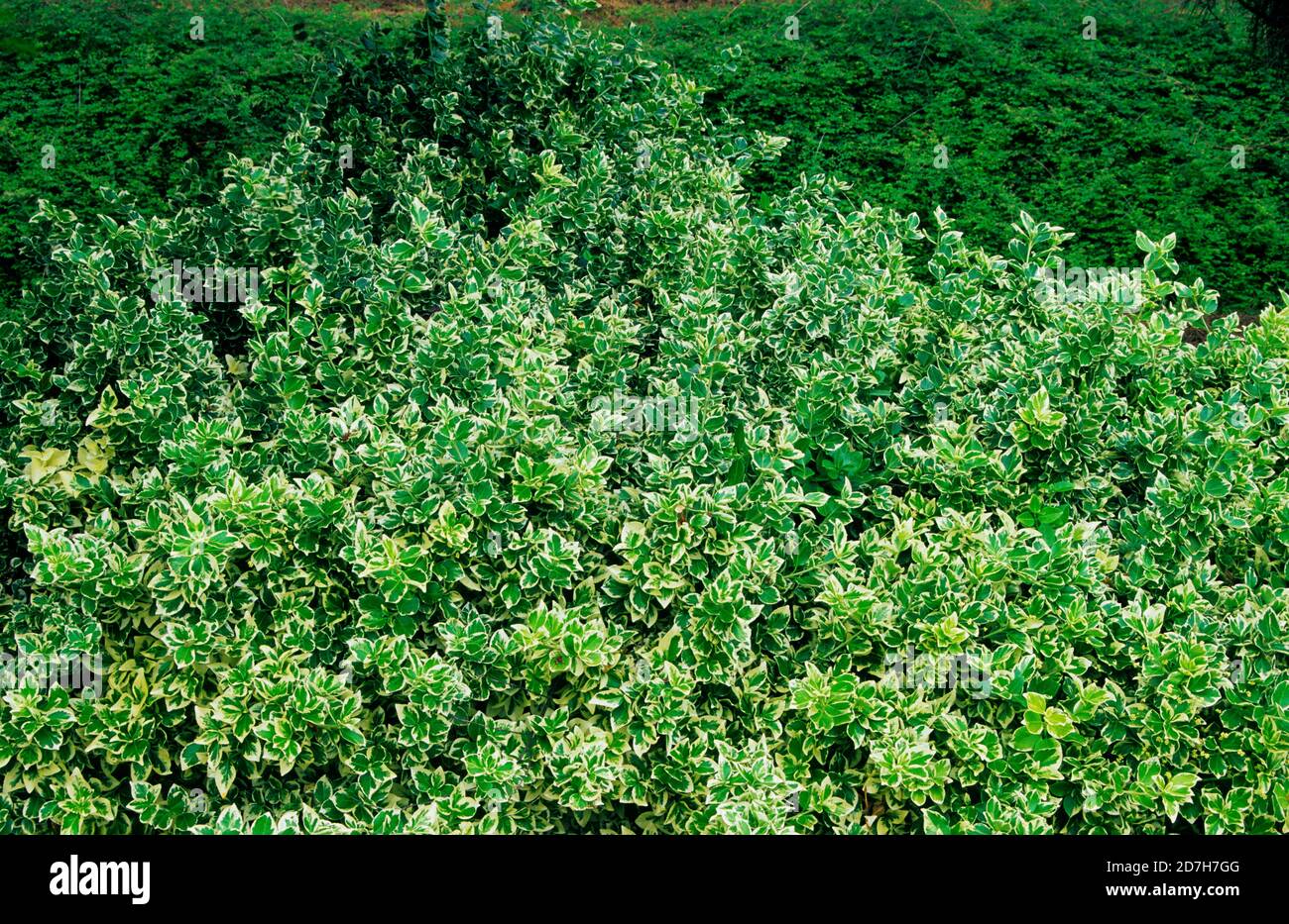 Euonymus Fortunei Emerald Gaiety High Resolution Stock Photography and ...