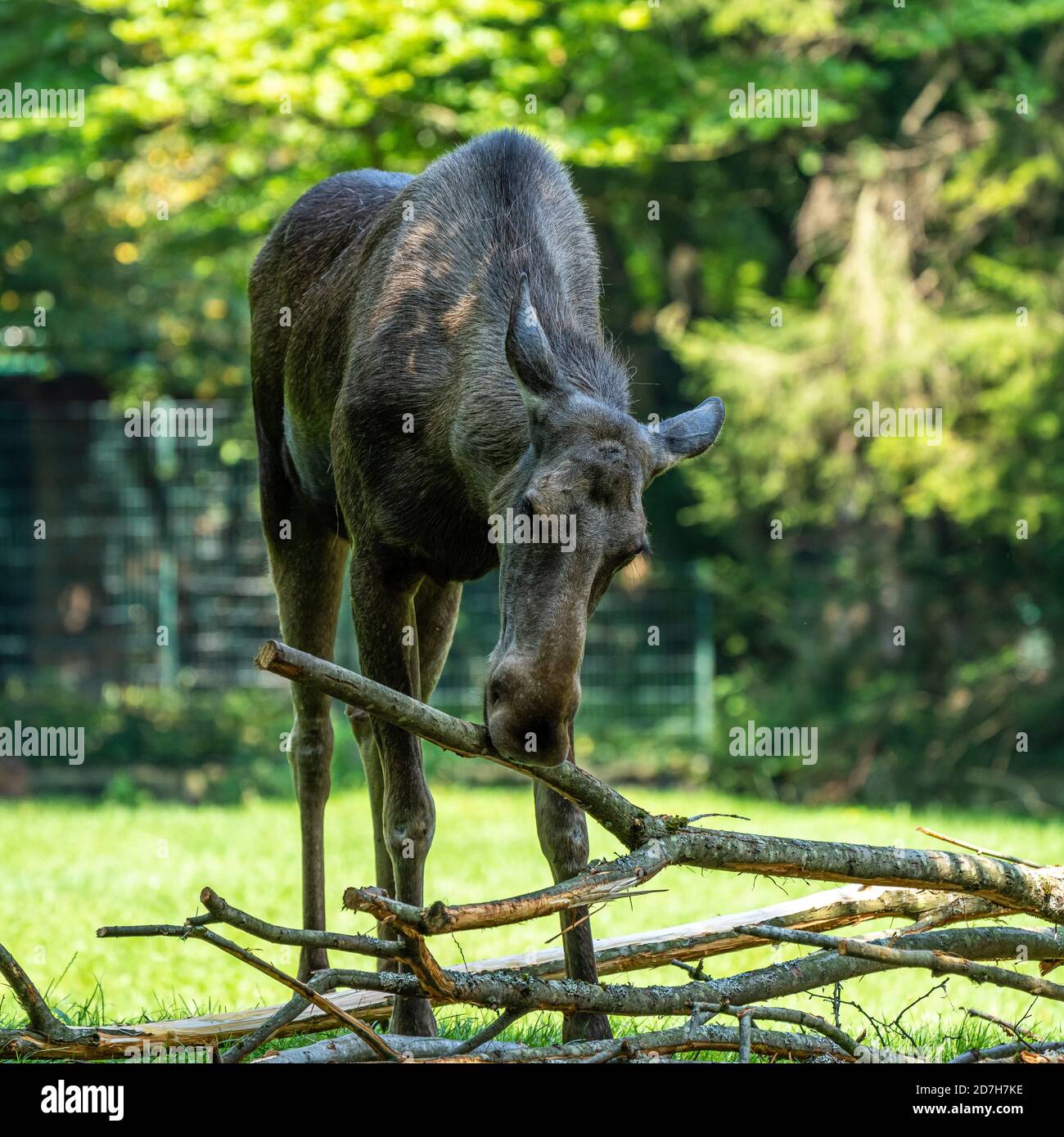 European Moose, Alces alces, also known as the elk. Wild life animal ...