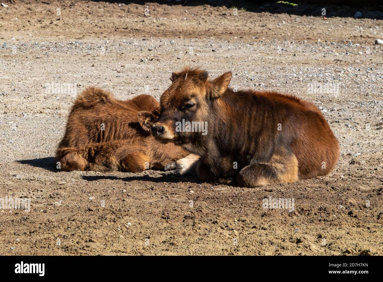 Young baby Heck cattle, Bos primigenius taurus, claimed to resemble the ...