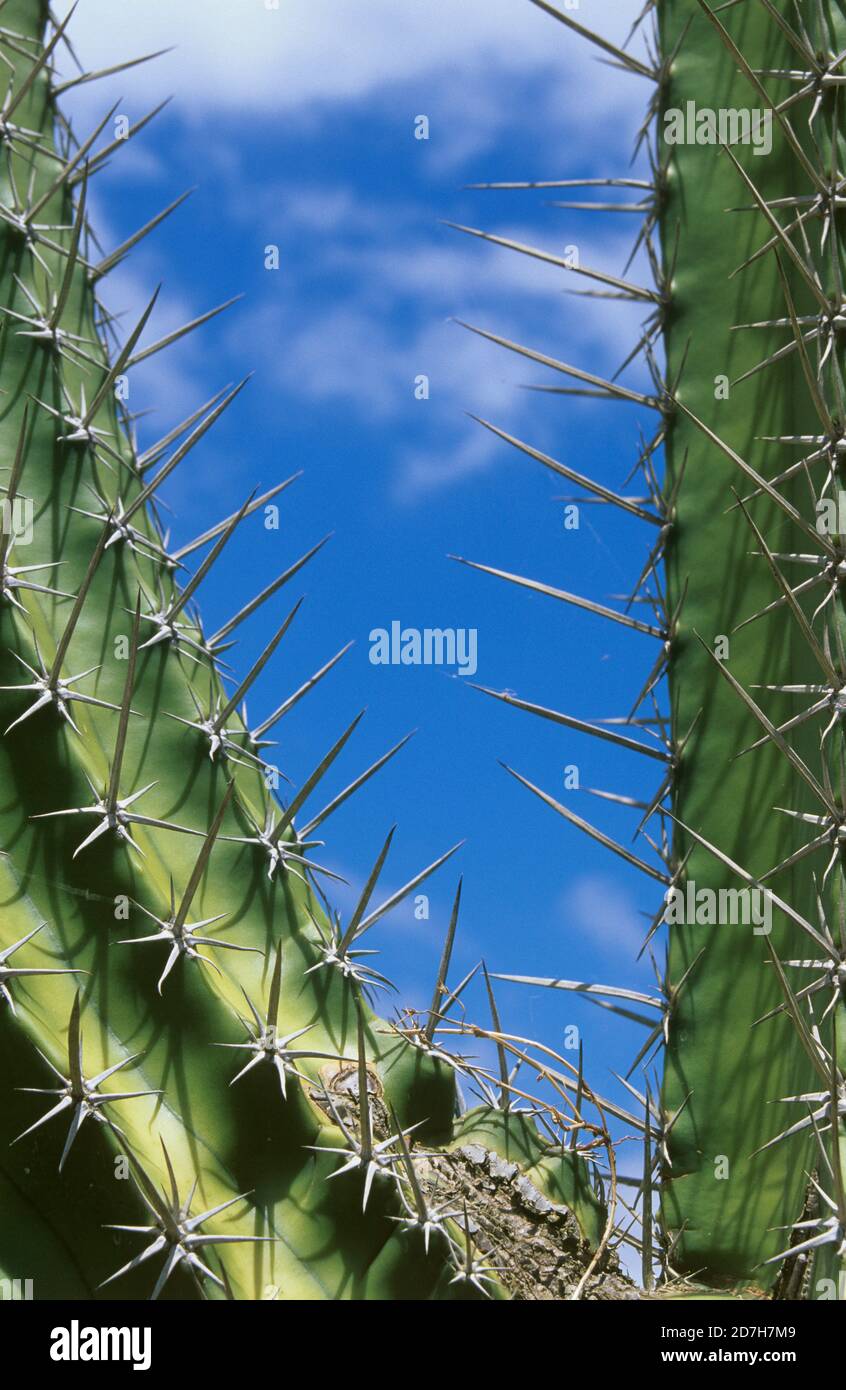 Morphological adaptations hi-res stock photography and images - Alamy