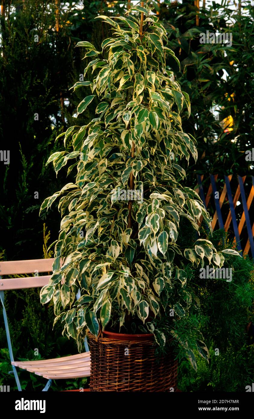 Weeping Fig tree (Ficus benjamina) 'Starlight' in pot Stock Photo - Alamy