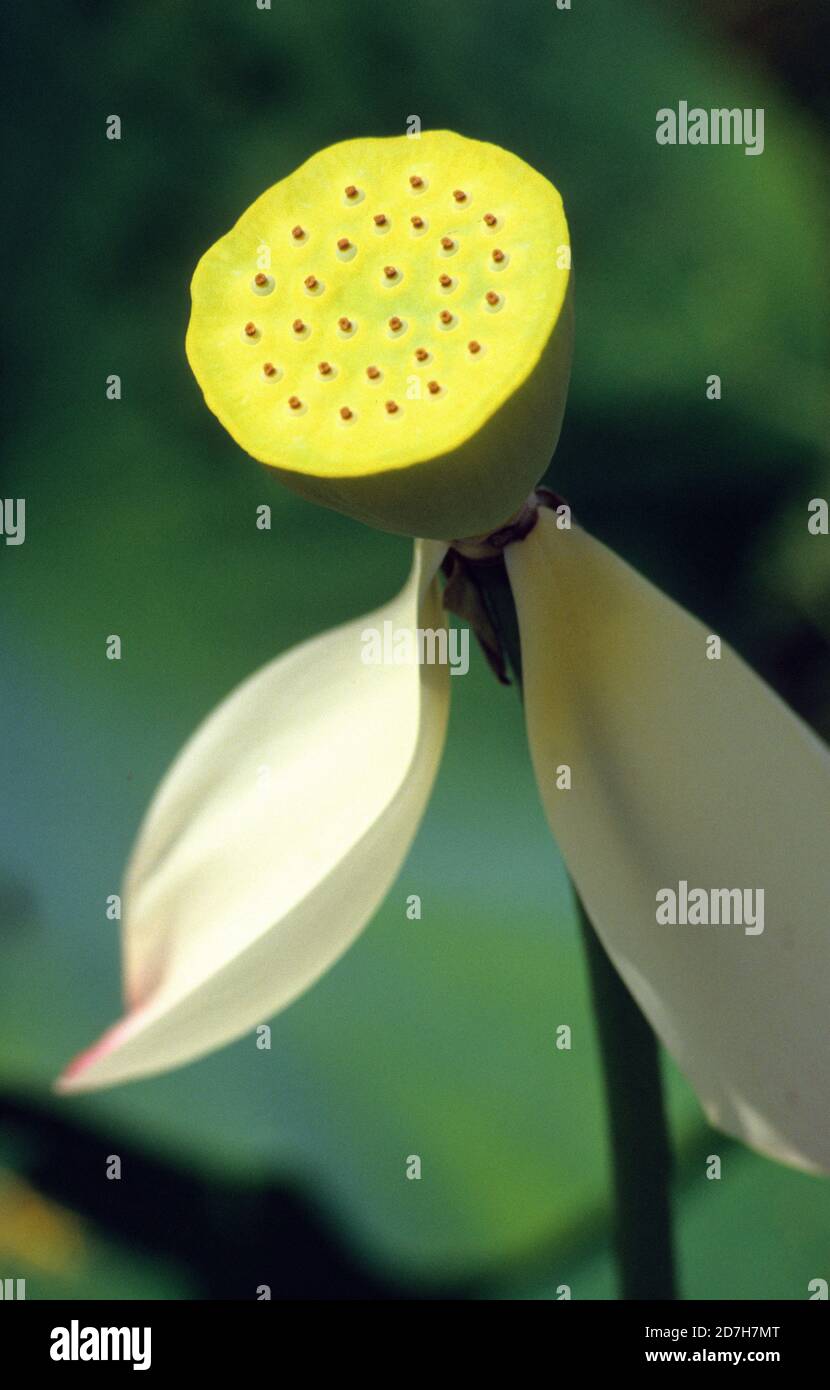 Sacred lotus (Nelumbo nucifera) Accessory fruit Stock Photo - Alamy