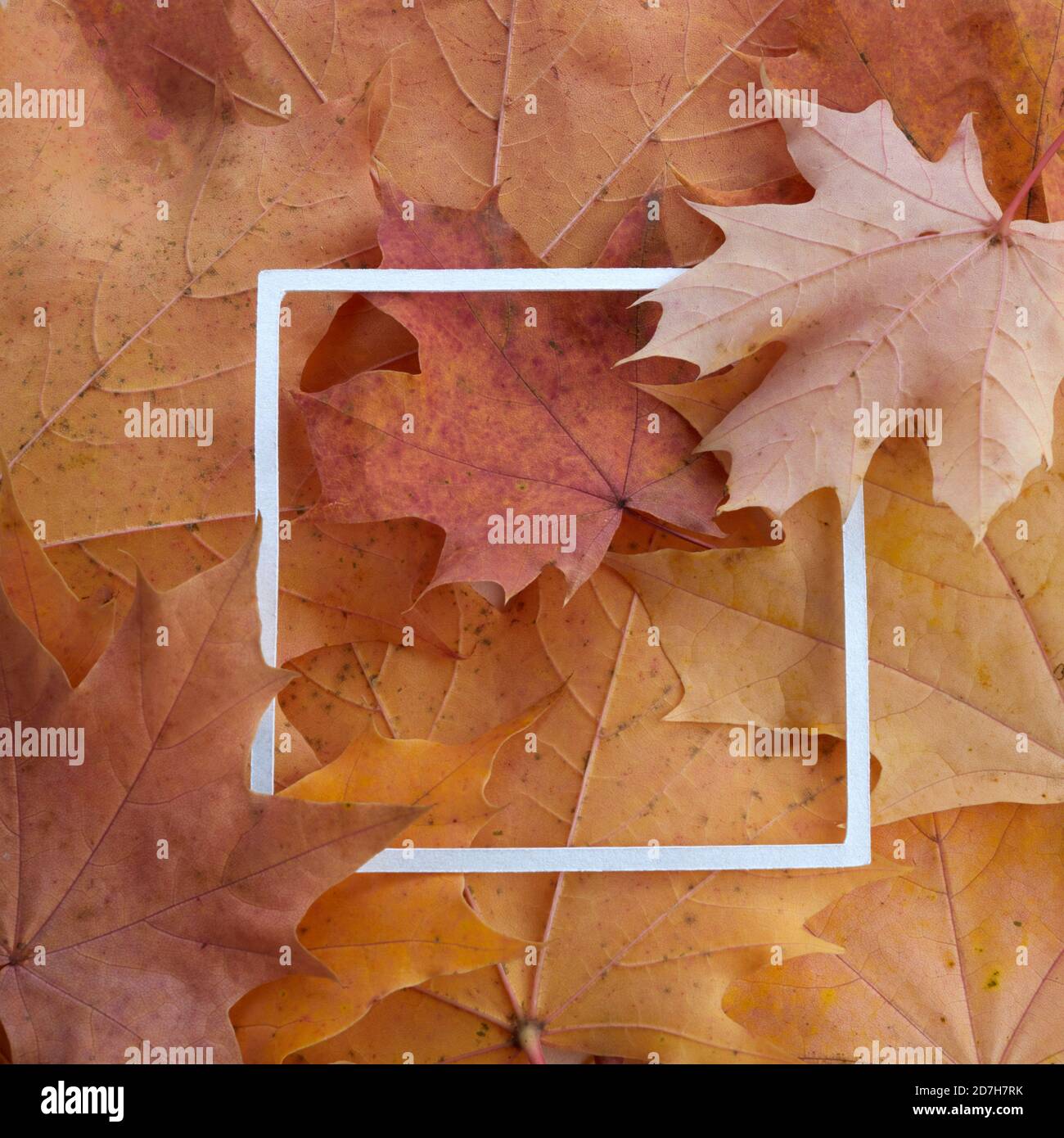 Creative layout made of autumn colorful leaves and white paper frame ...