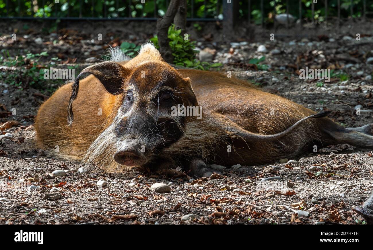 Red river hog, Potamochoerus porcus, also known as the bush pig. This ...