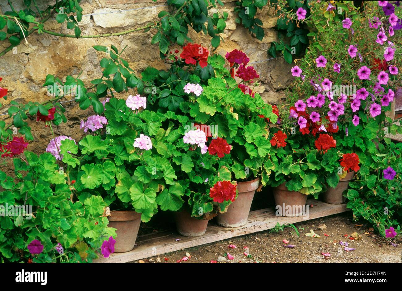 Pot of Pelargonium (Pelargonium sp) in summer Stock Photo - Alamy