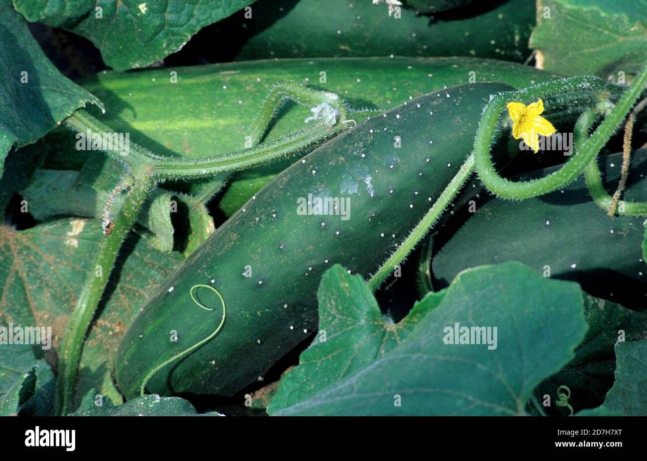 Early Triumph' thorny cucumber (Cucumis sativa). Vegetable, Summer ...