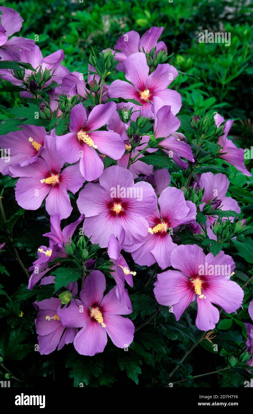 Rose of Sharon (Hibiscus syriacus) 'Oiseau Bleu' Stock Photo - Alamy