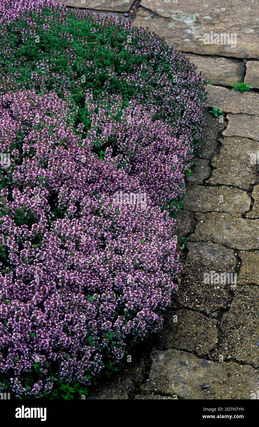 Thyme (Thymus vulgaris) 'Aurea' Stock Photo - Alamy