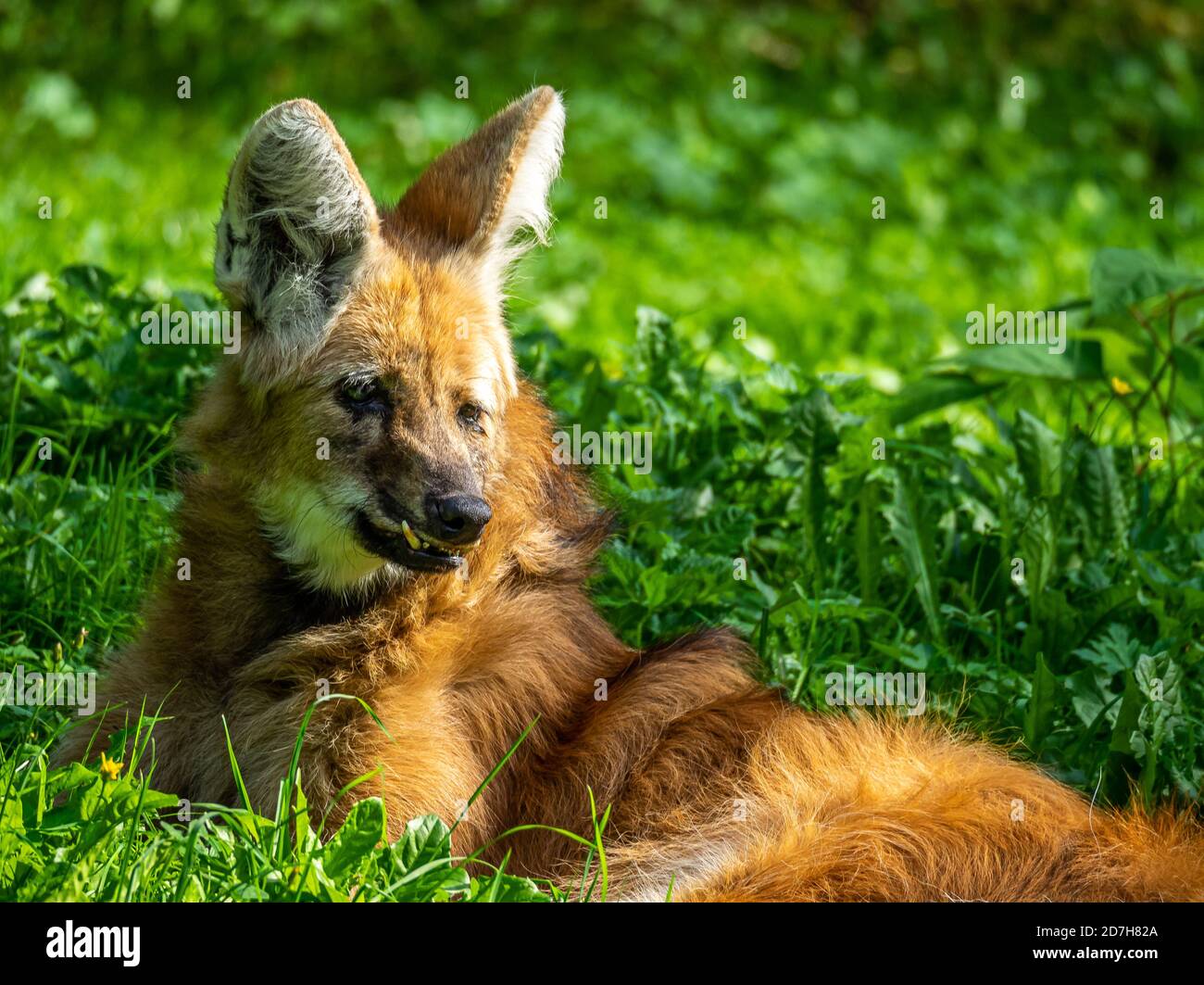 The Maned Wolf, Chrysocyon brachyurus is the largest canid of South America. This mammal lives ...