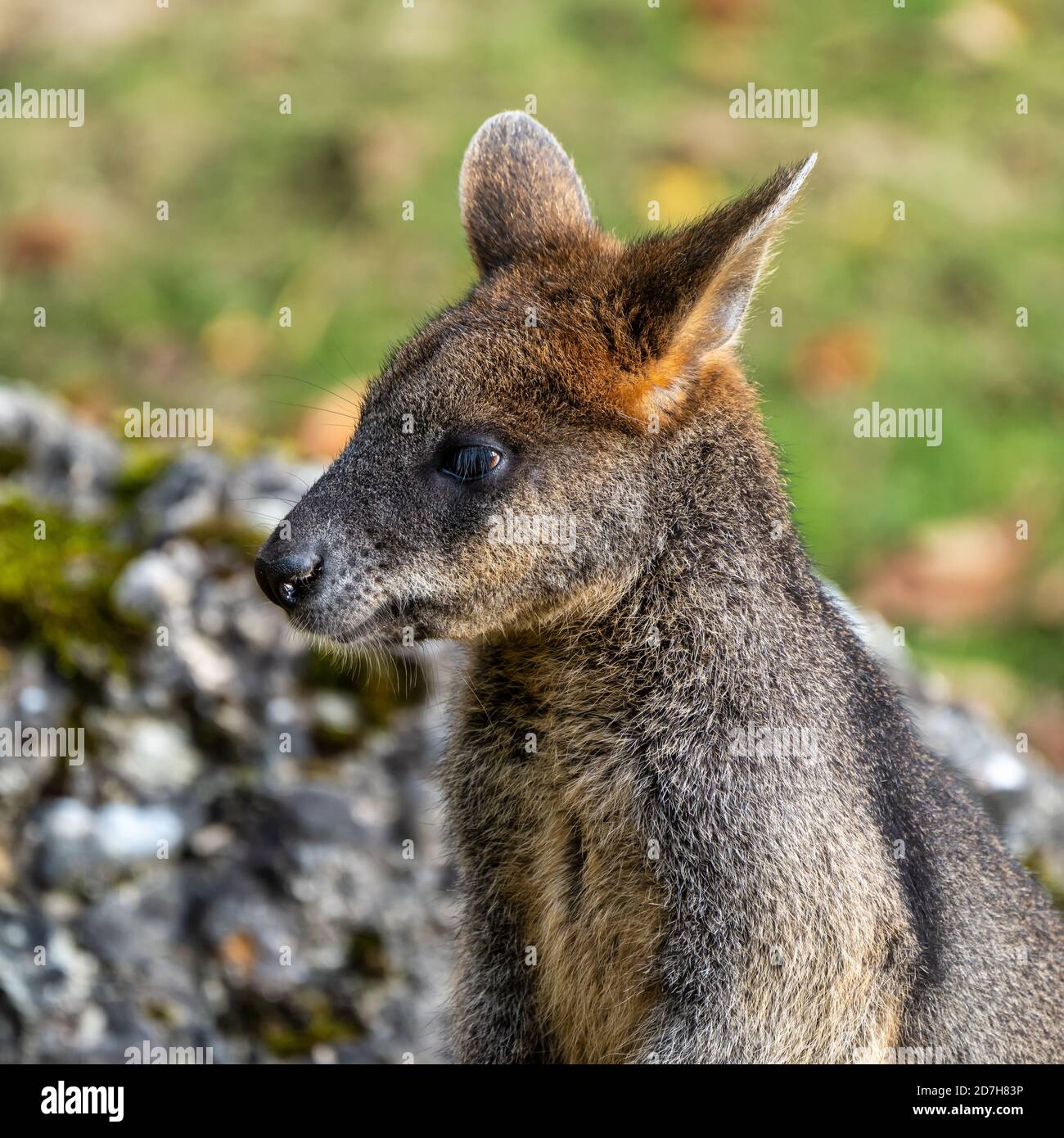 Swamp Wallaby, Wallabia bicolor, is one of the smaller kangaroos. This ...