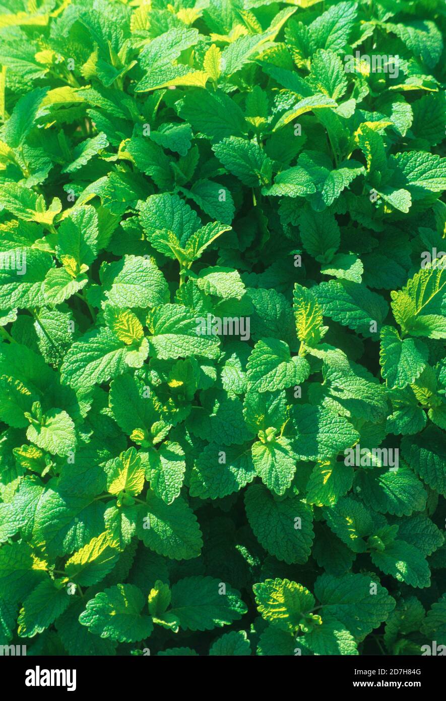 Lemon balm (Melissa officinalis) Strong lemon flavor Stock Photo - Alamy