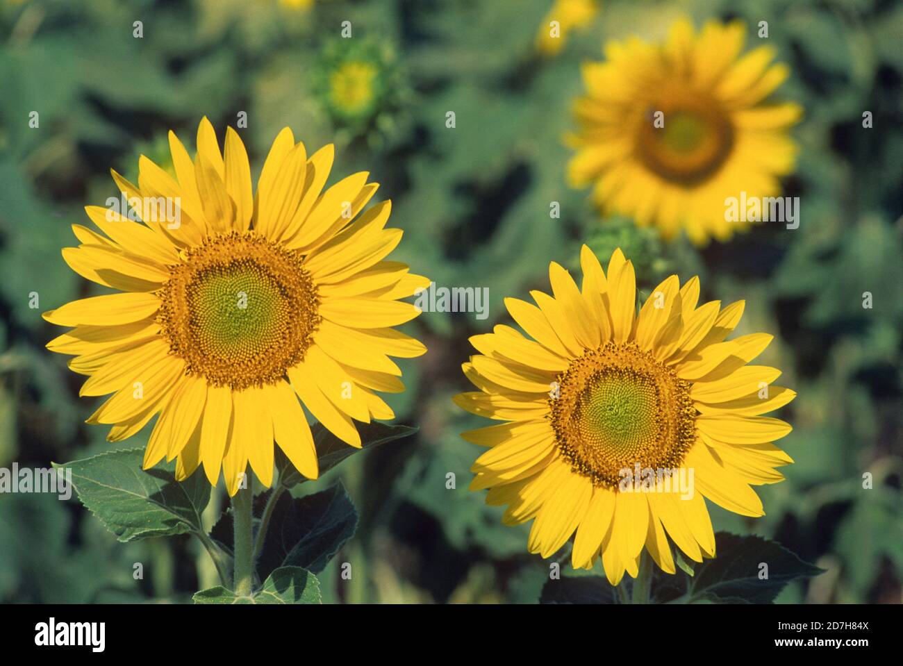 Wild sunflower (Helianthus annuus) flowers Stock Photo - Alamy