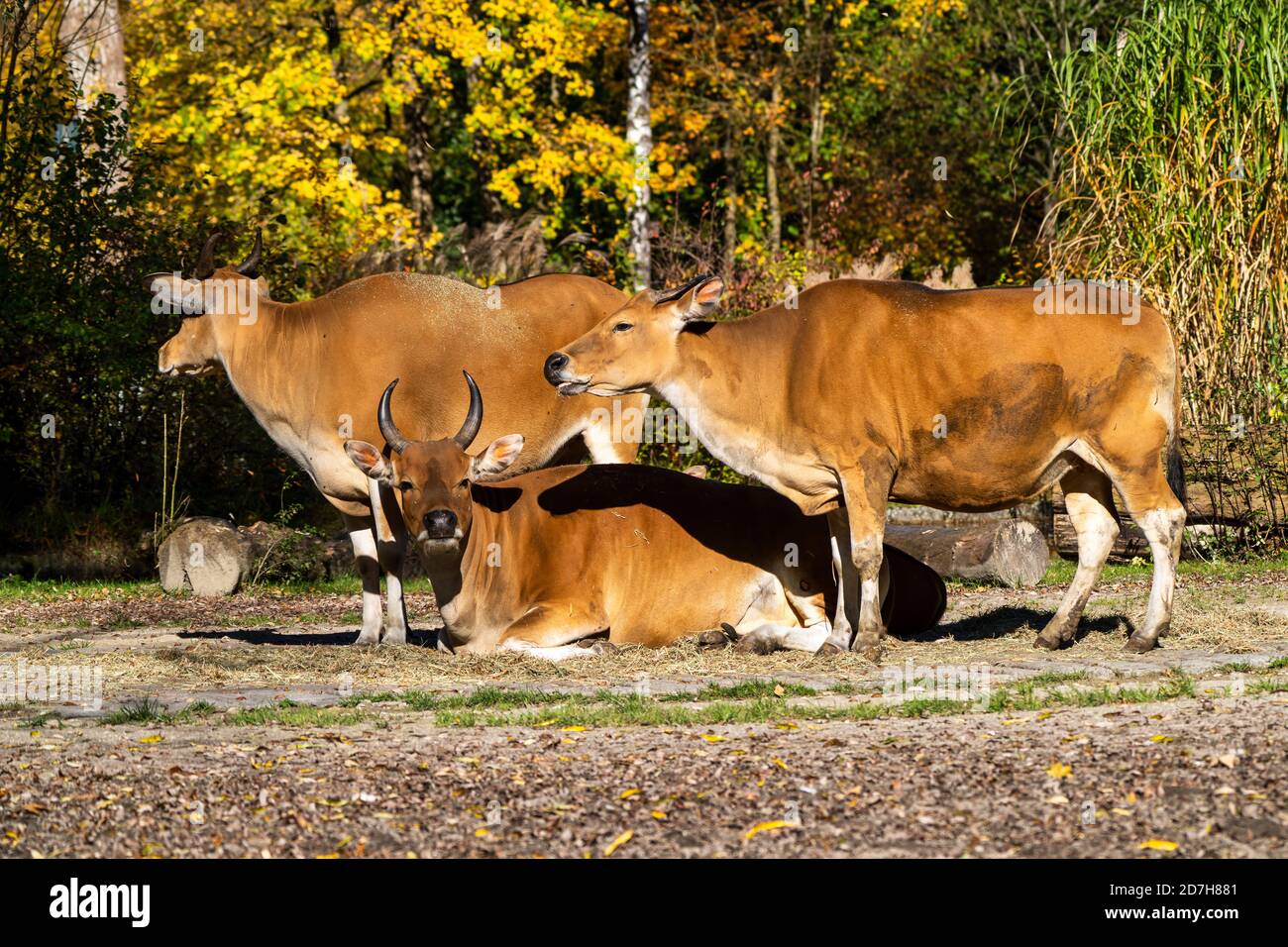 Banteng, Bos javanicus or Red Bull It is a type of wild cattle But ...