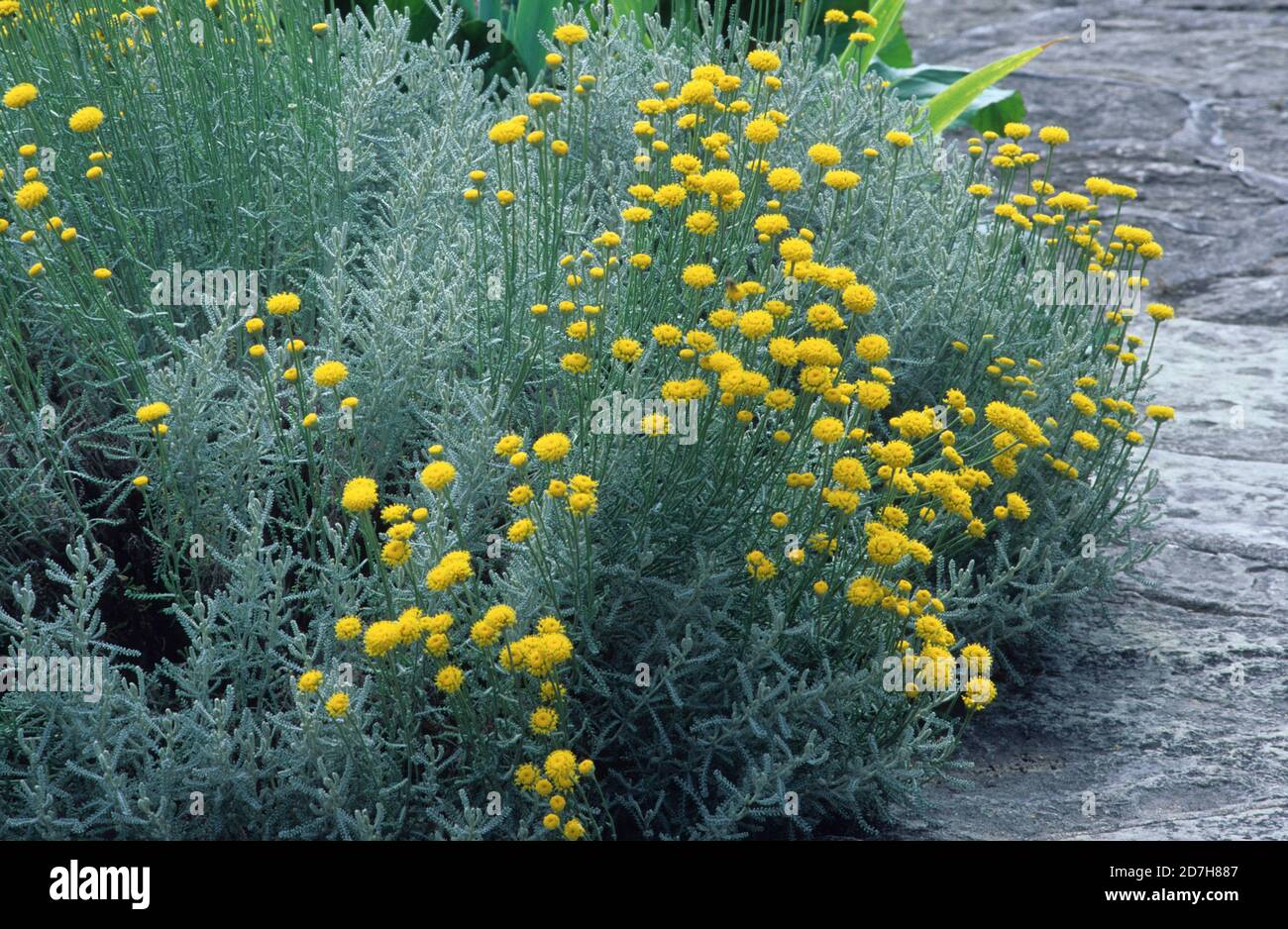 Lavender cotton (Santolina chamaecyparissus) in bloom Stock Photo - Alamy
