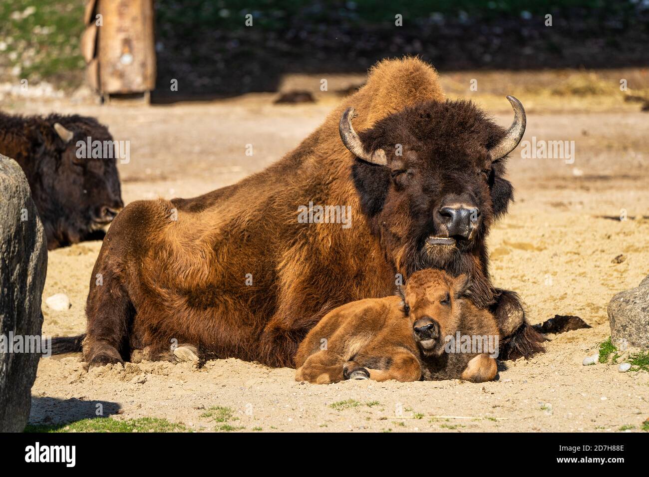 The American bison or simply bison, also commonly known as the American ...