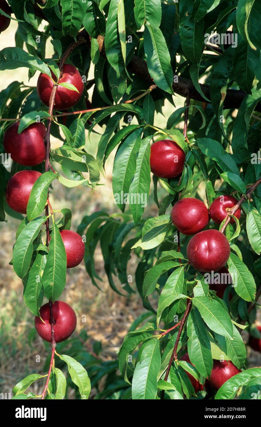 Botany Trees Rosaceae Peach High Resolution Stock Photography and ...