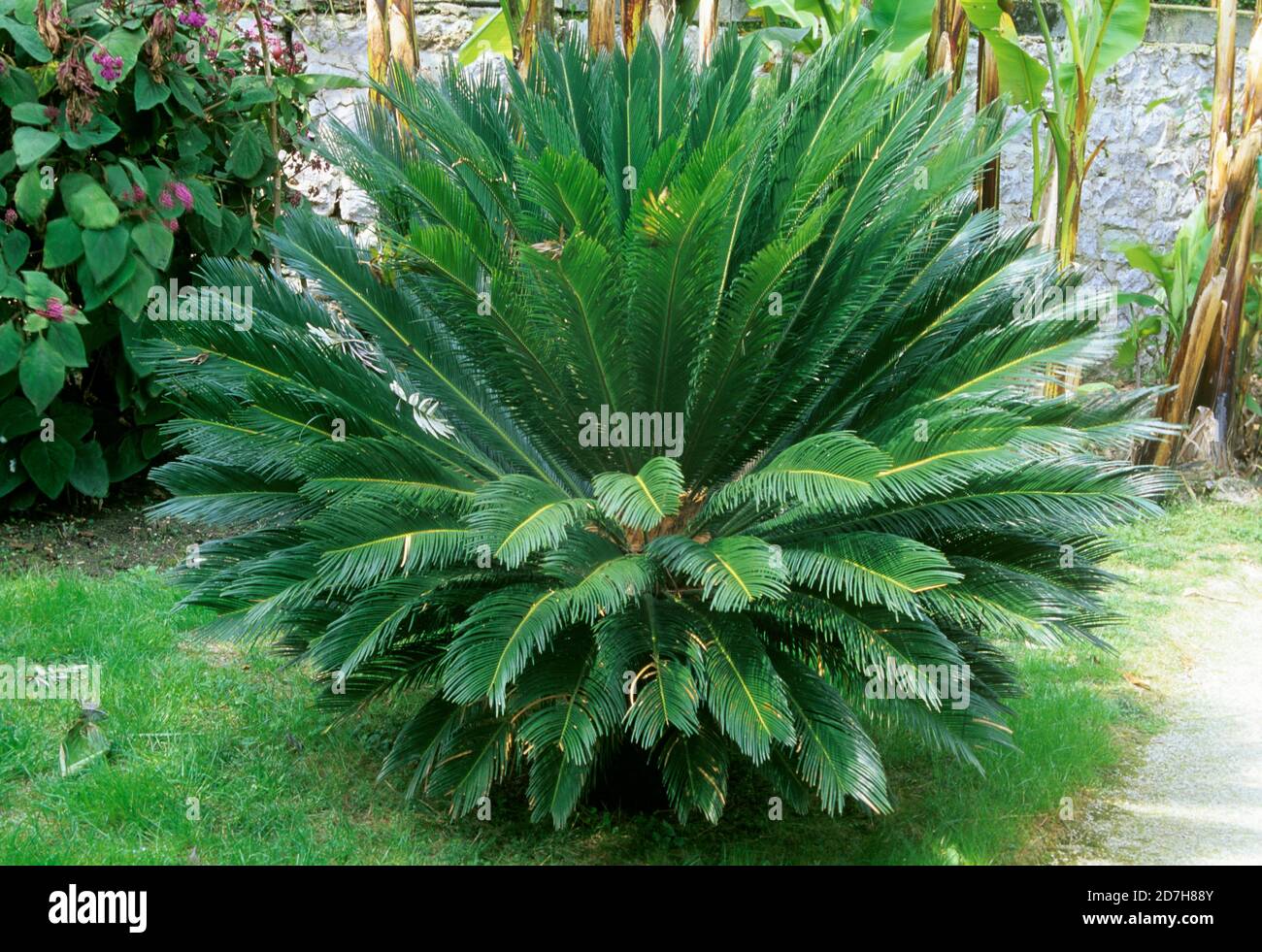 Sago palm (Cycas revoluta Stock Photo - Alamy