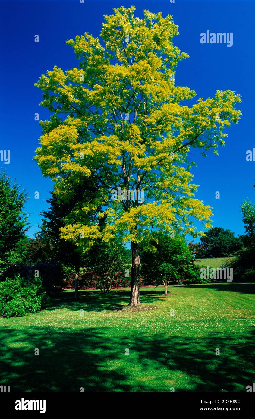 Black locust (Robinia pseudoacacia) 'Frisia' Stock Photo - Alamy