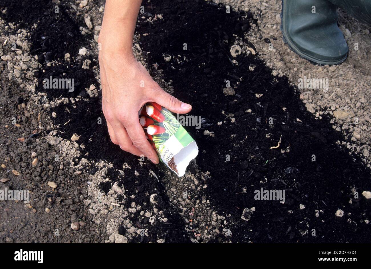 Sowing of radish (Raphanus sativus), placing seeds in the ground in ...