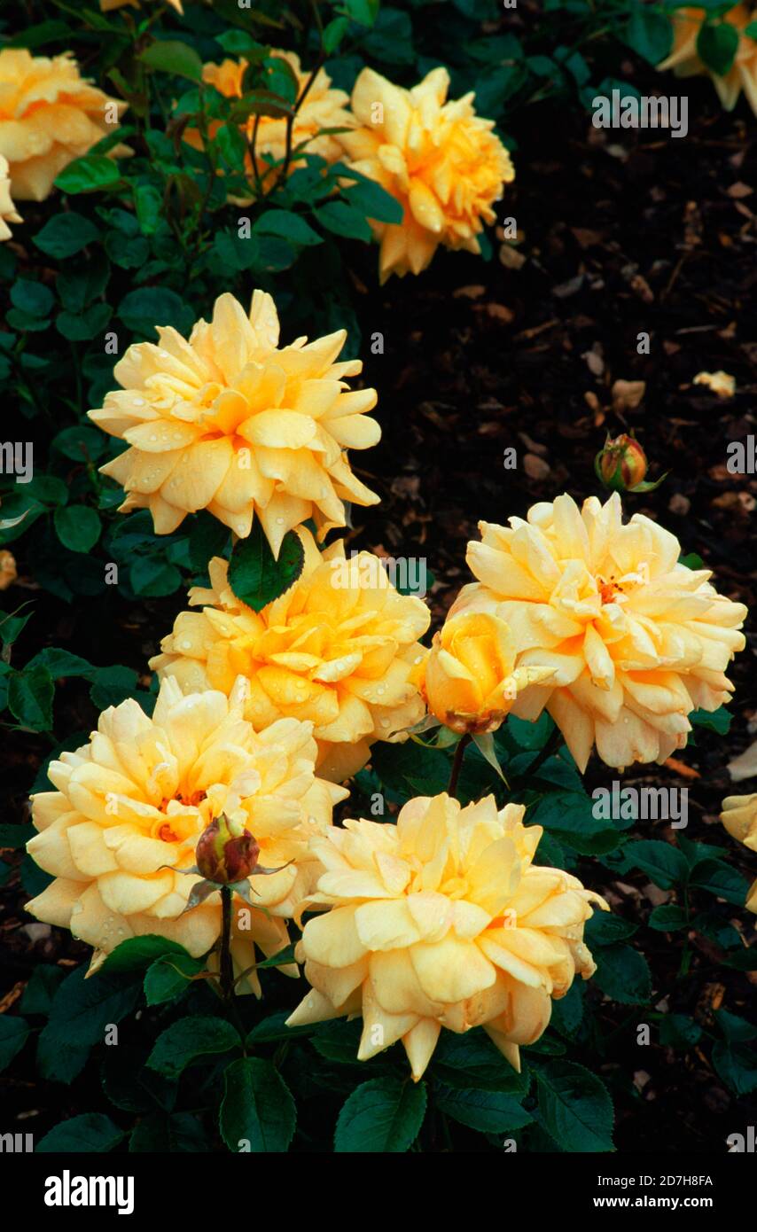 Rose (Rosa sp) 'Golden Delight', fleurs Stock Photo - Alamy