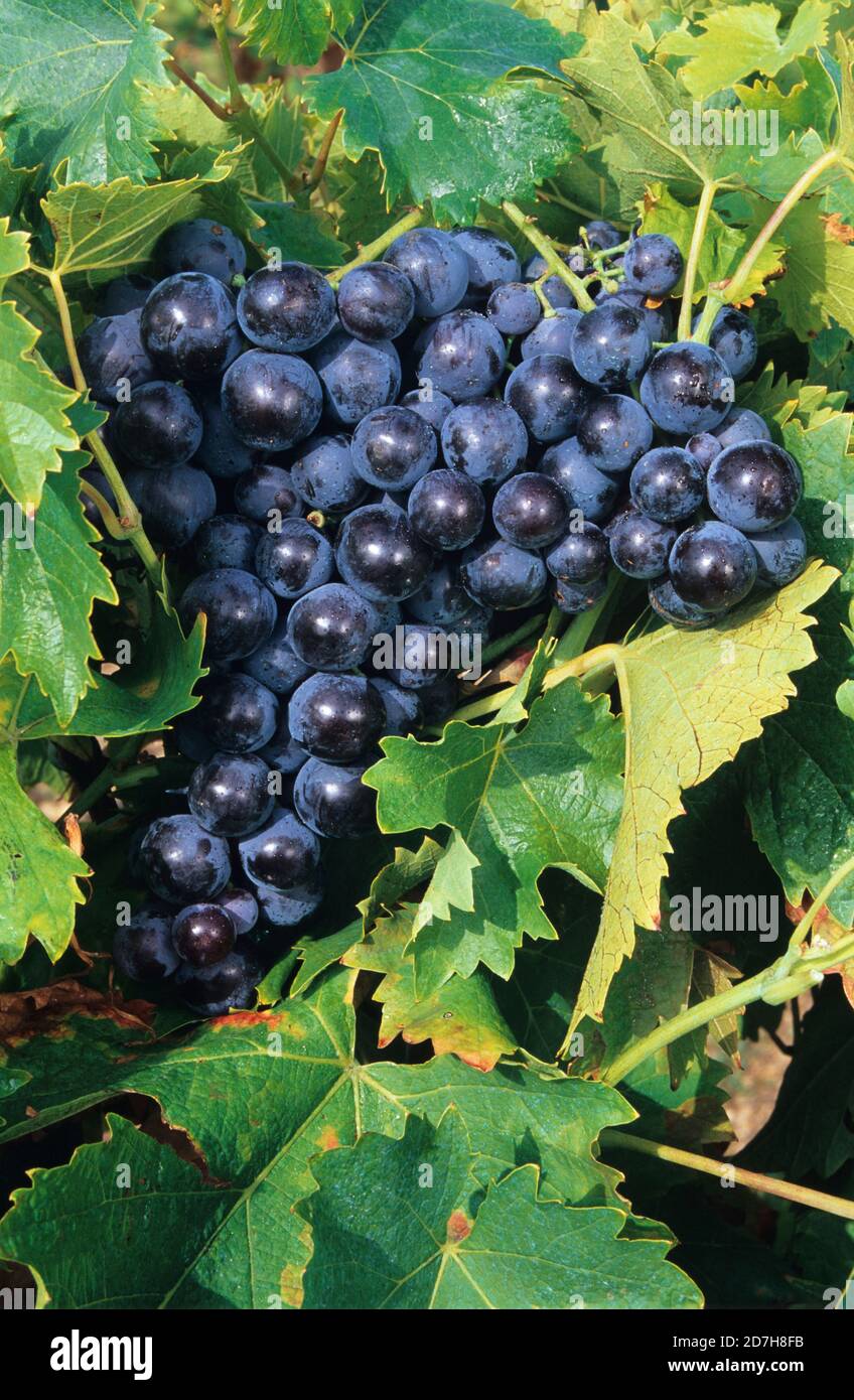 Grape 'Hamburg Muscat' (Vitis vinifera Stock Photo - Alamy
