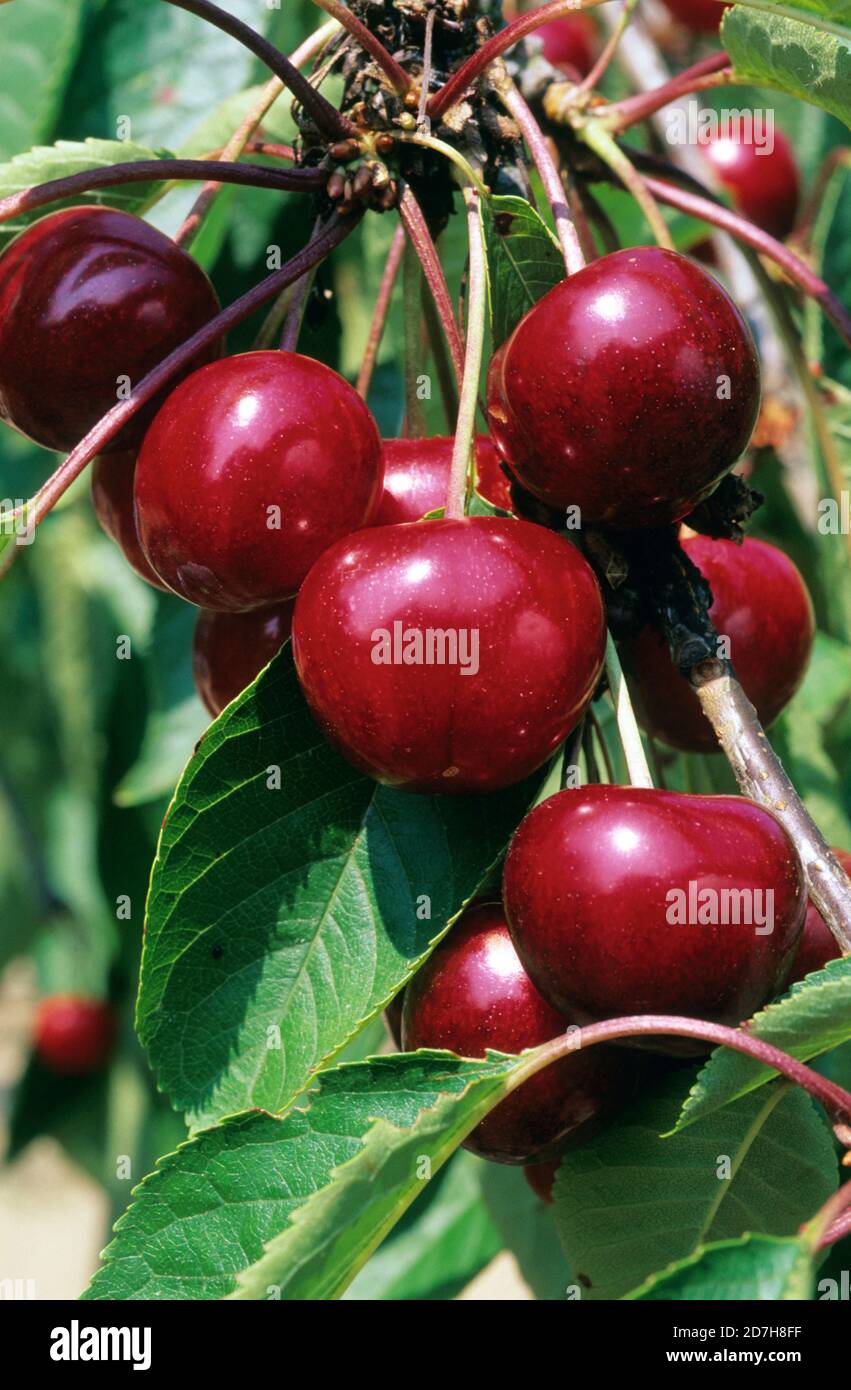 Morello Cherry 'De Montmorency' (Prunus cerasus) fruits Stock Photo - Alamy