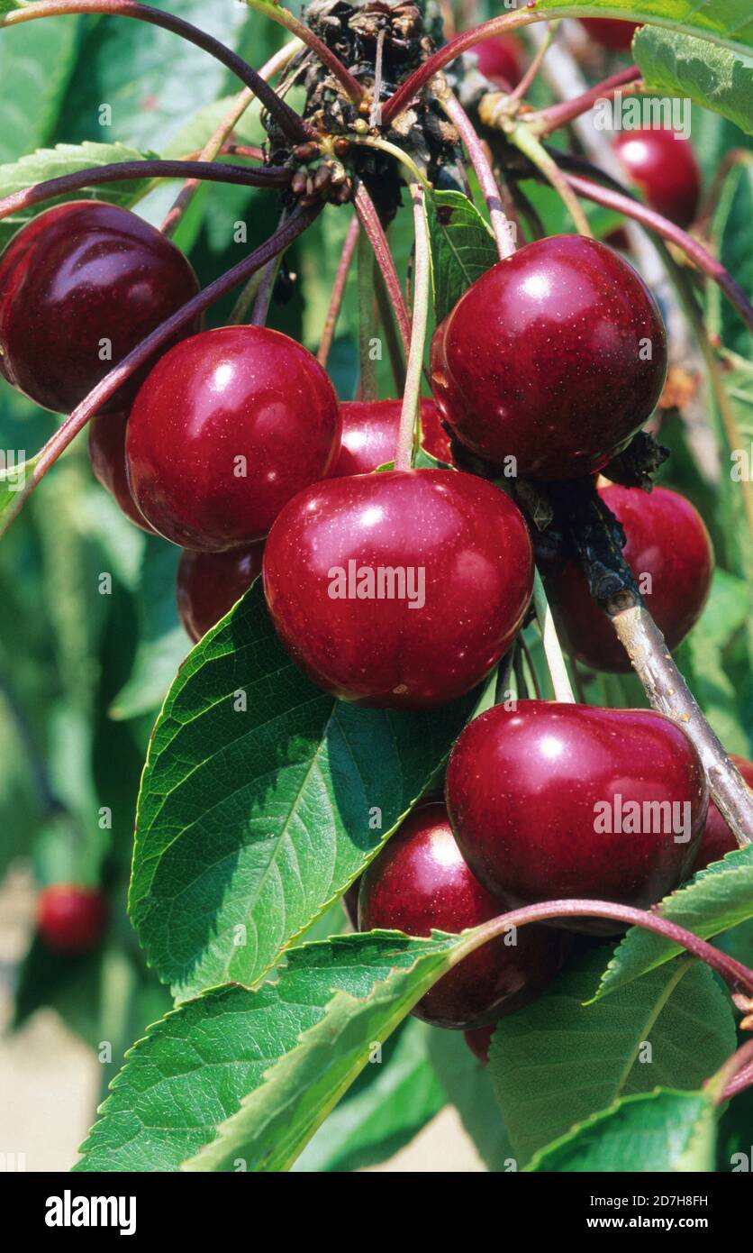 Cherry bigarreau 'Miss Jessop's Upright' (Prunus avium) fruits Stock ...