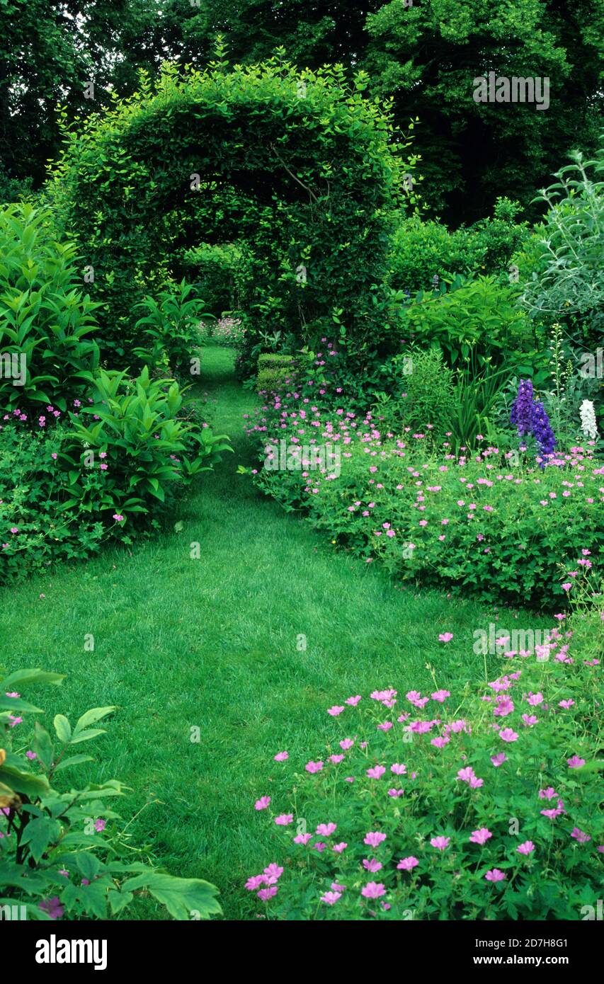 Lawn driveway, Geranium d'Endress (Geranium endressii) 'Wargrave Pink ...