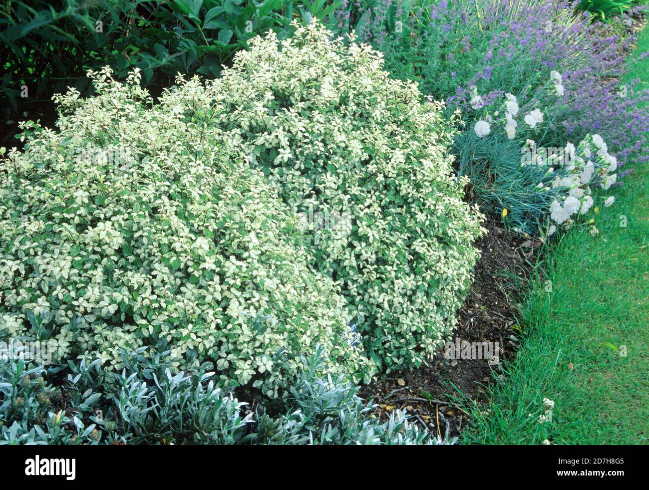 Low hedge of Black Matipo (Pittosporum tenuifolium) 'Irene Paterson ...