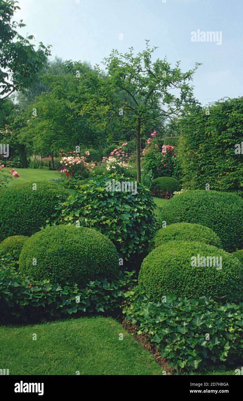 Topiary of Boxwood (Buxus sp) and Ivy (Hedera helix Stock Photo - Alamy