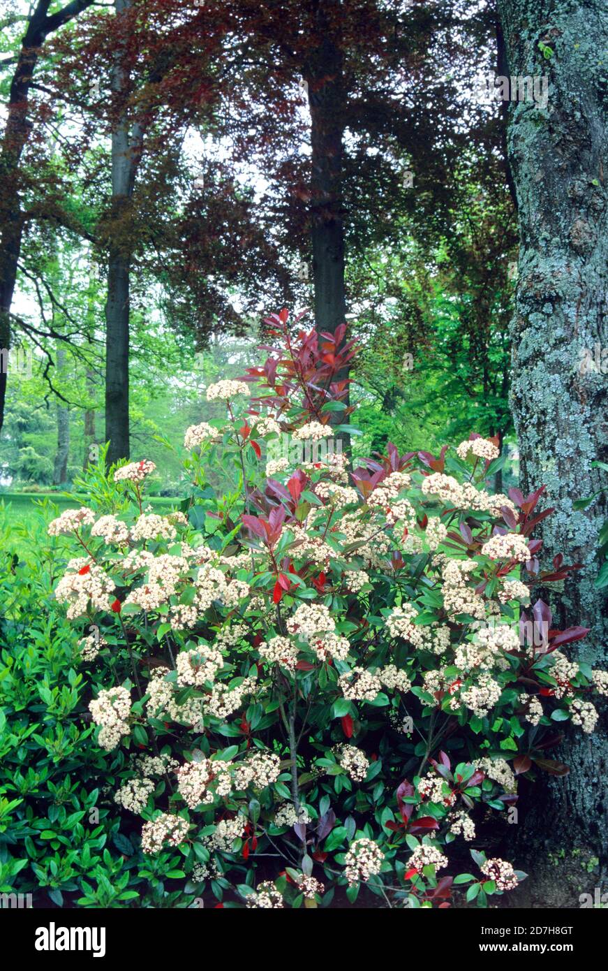 Photinia (Photinia x fraseri) 'Red Robin' in bloom Stock Photo - Alamy