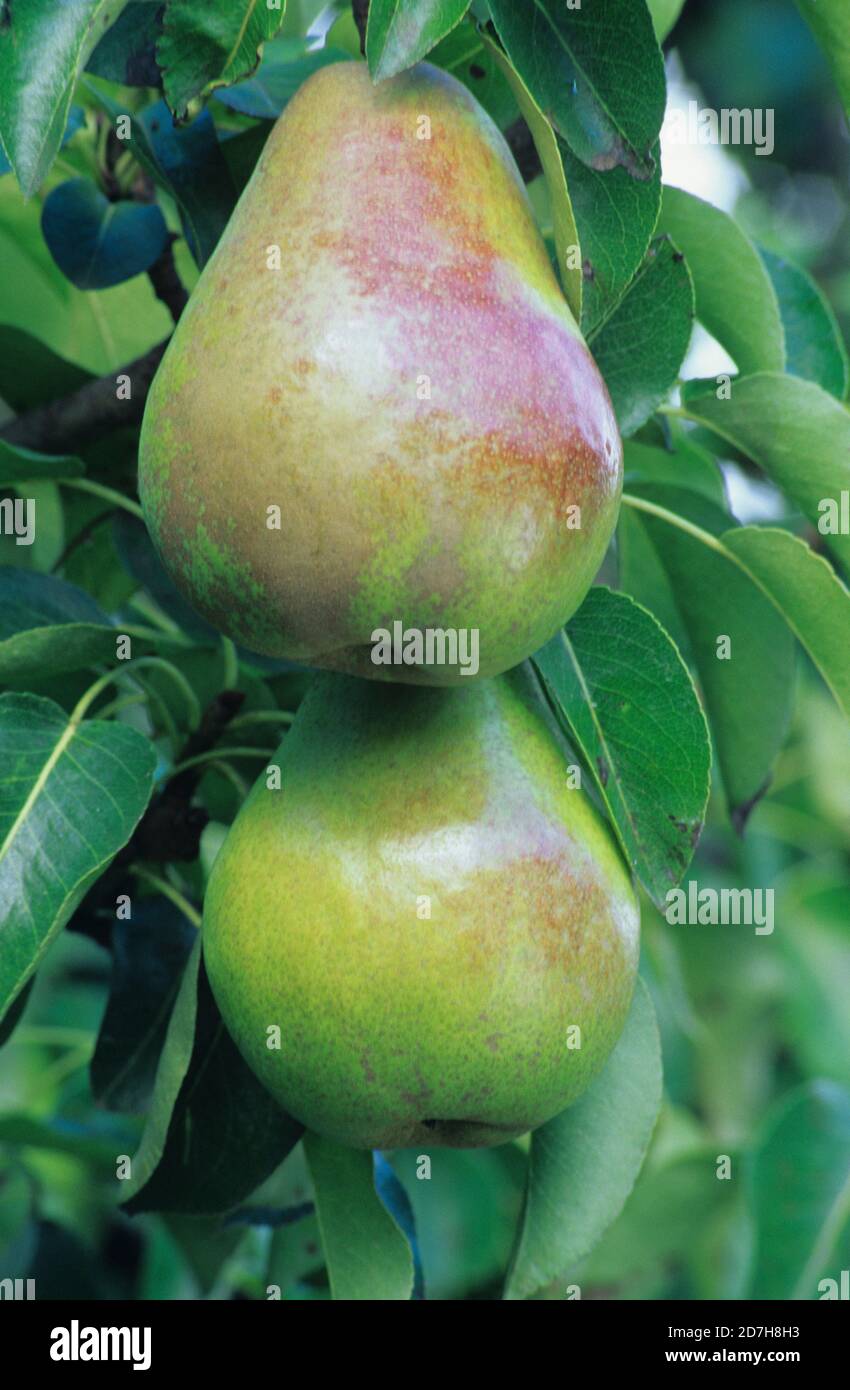 Pear 'Doyenne de Comice' (Pyrus communis Stock Photo - Alamy