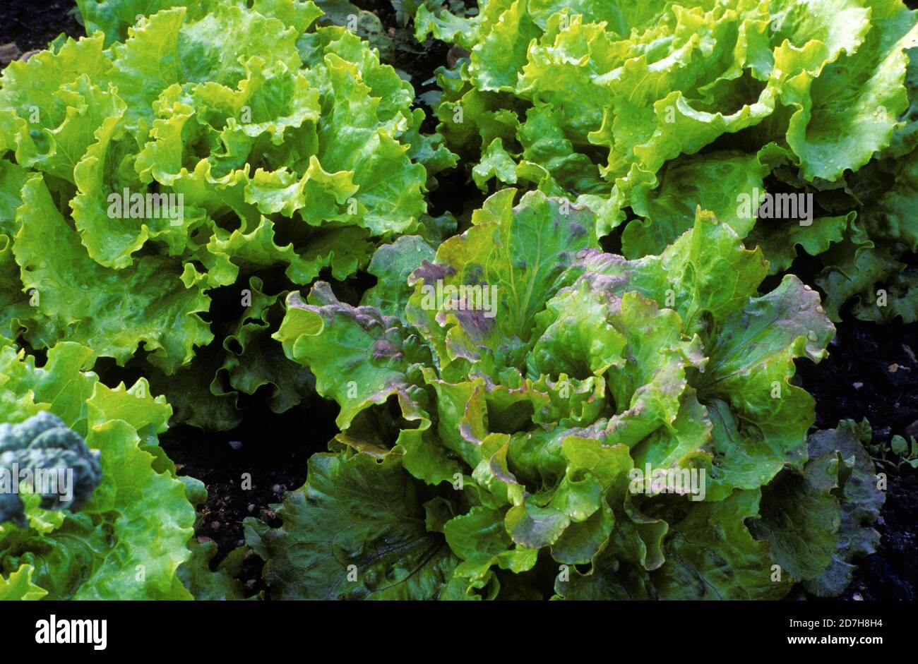 Batavia lettuce 'Canastra' and Batavia lettuce 'Laura' (Lactuca sativa ...
