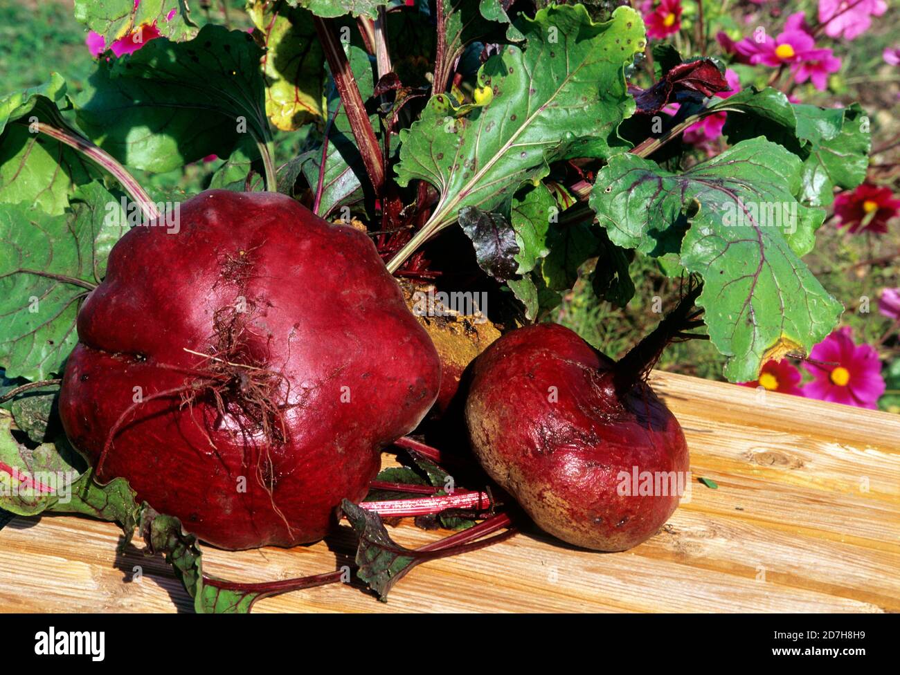 Red Beet 'Plate d'Egypte' (Beta vulgaris), Vegetable, Autumn Stock ...