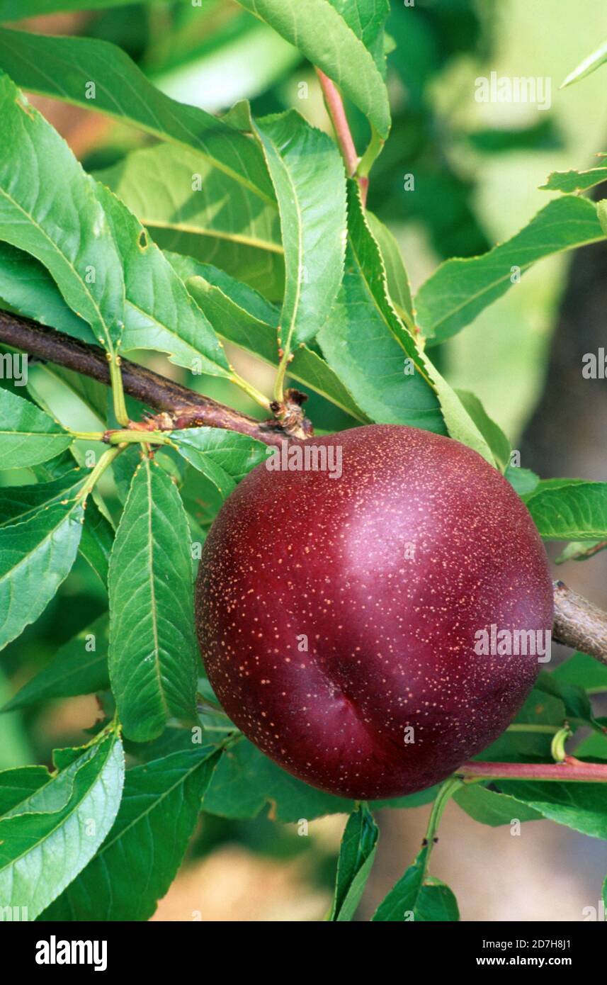 Nectarine (Prunus persica), fruit Stock Photo - Alamy