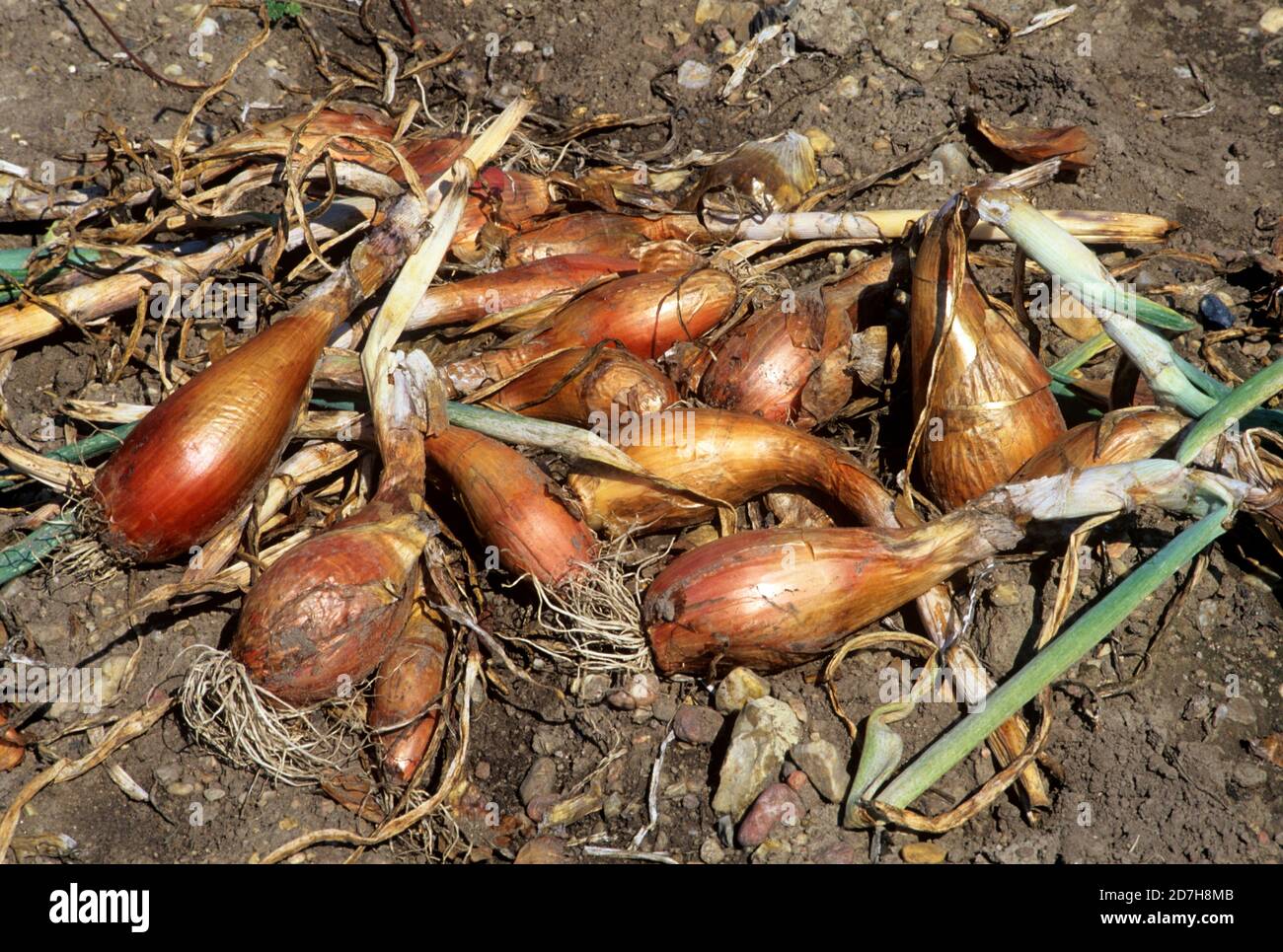 Allium cepa aggregatum hi-res stock photography and images - Alamy