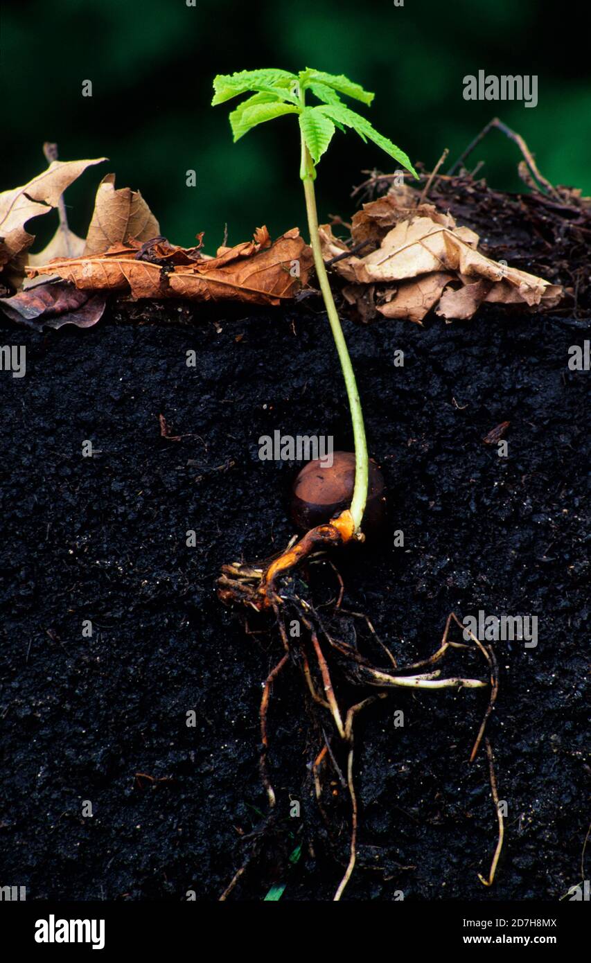 Young shoot of Oak (Quercus sp Stock Photo - Alamy
