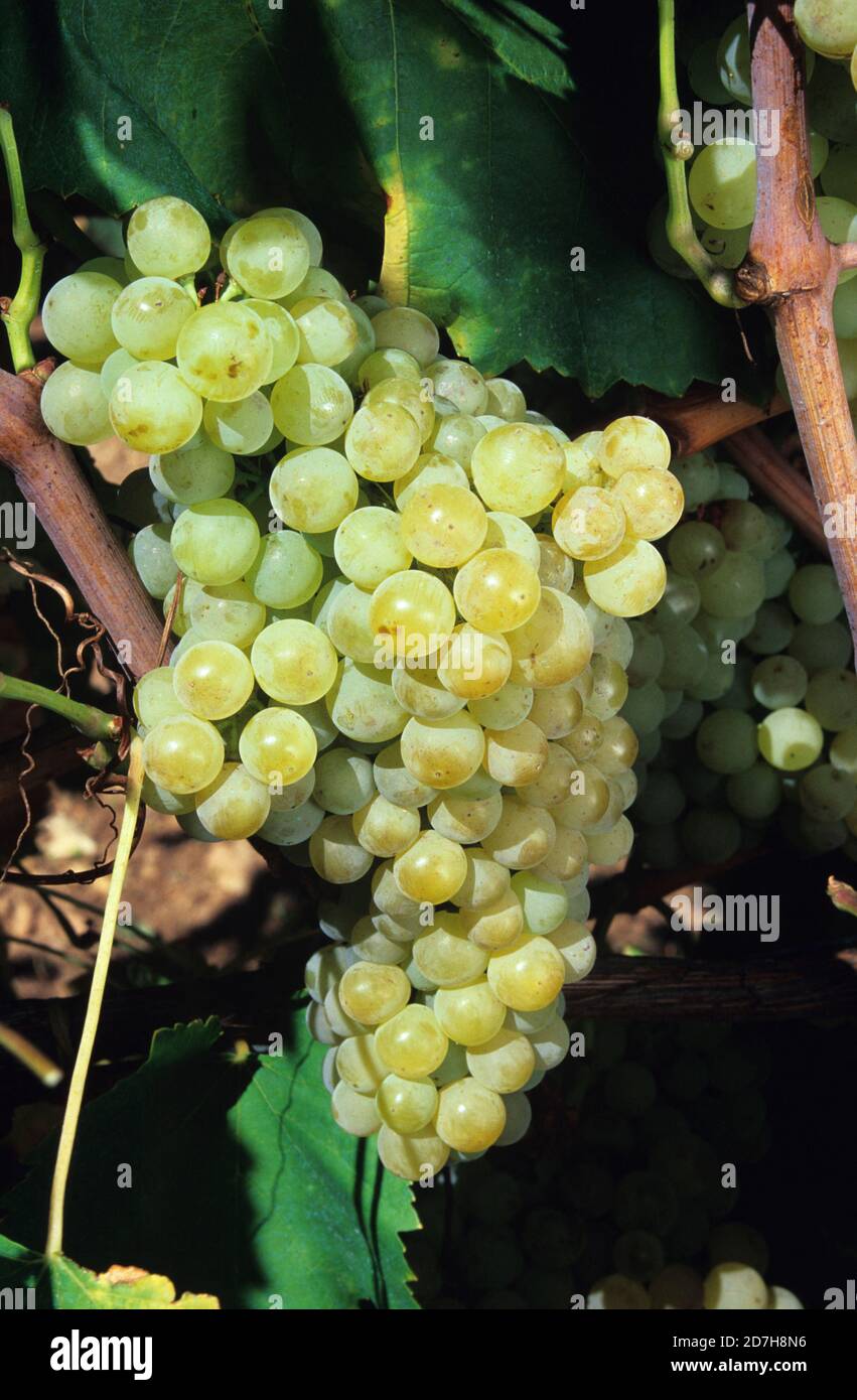Bunch of grapes 'Perlette' (Vitis vinifera Stock Photo - Alamy