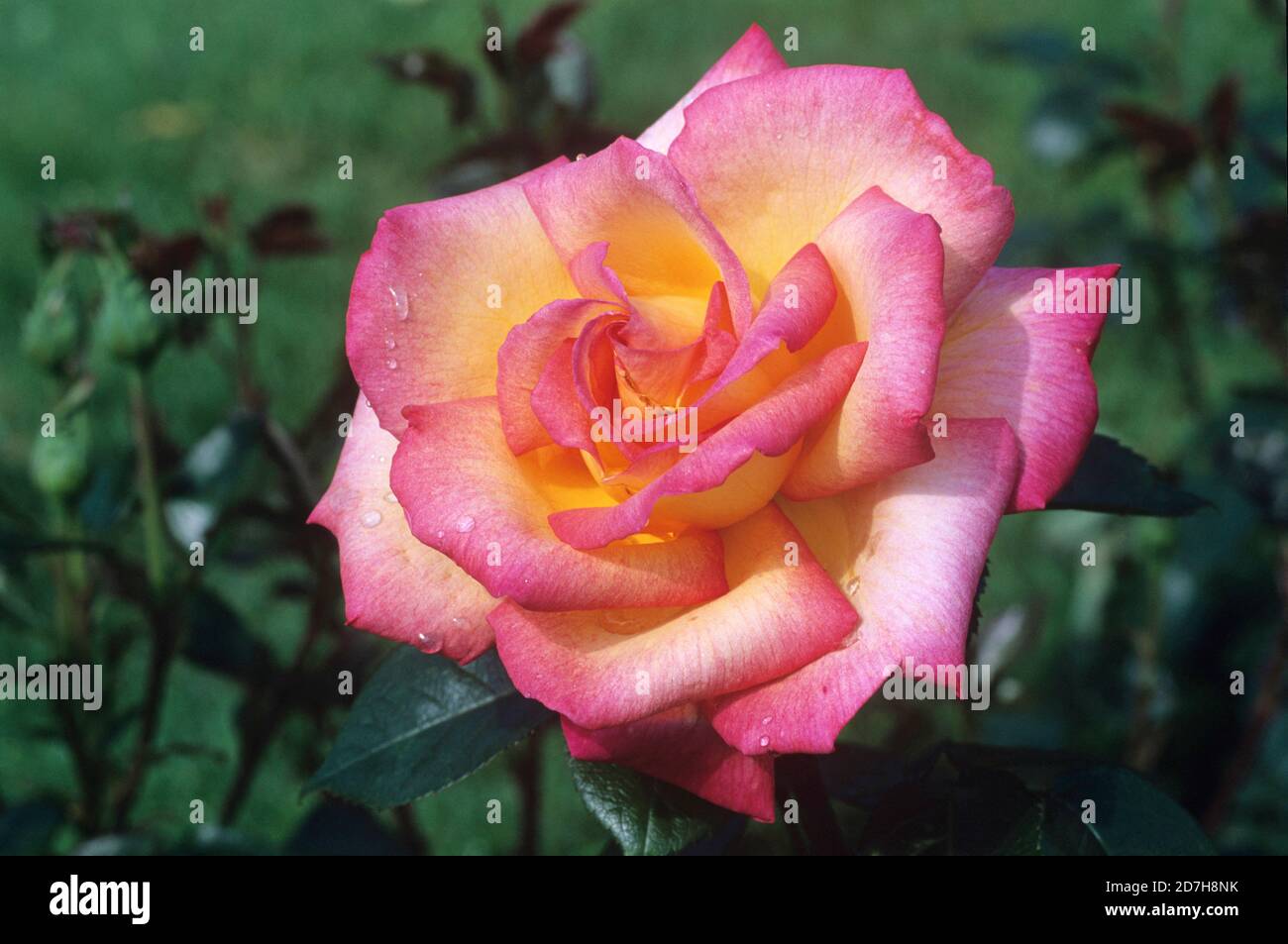 Rose (Rosa sp) 'Roxane', flower Stock Photo - Alamy