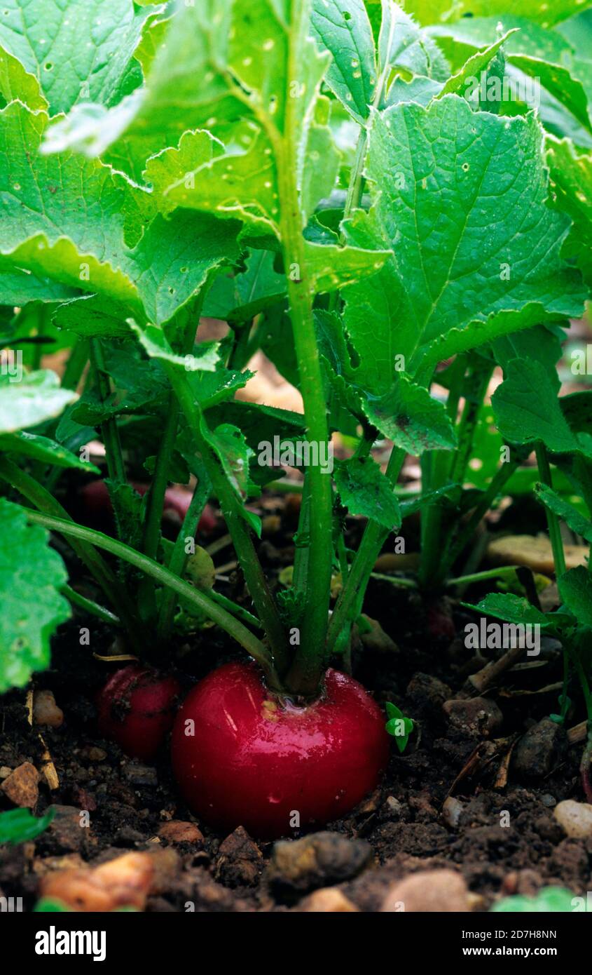 Radish (Raphanus sativus) ' National' Stock Photo - Alamy