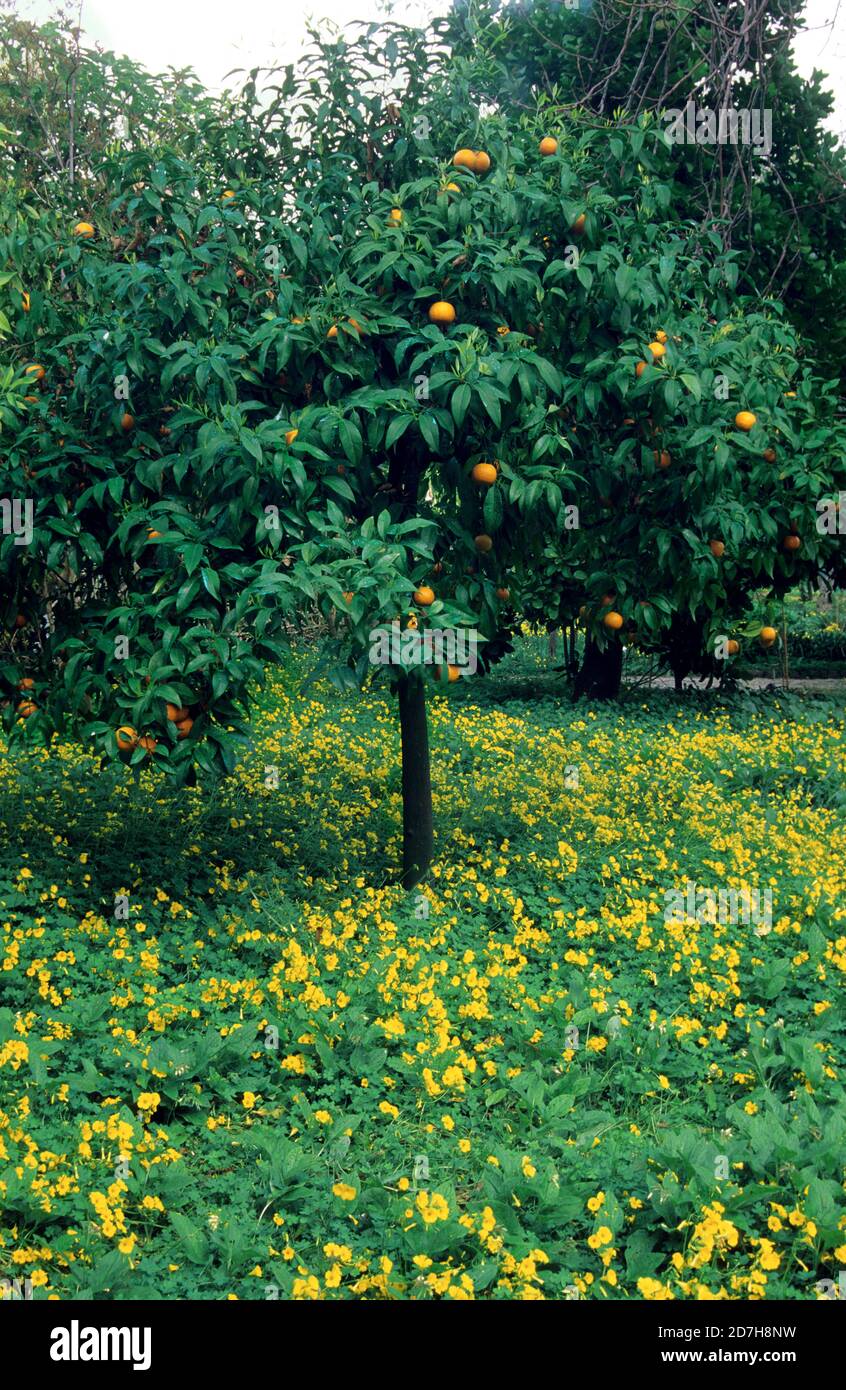 Tangerine (Citrus reticulata) on the tree, Citrus fruit Stock Photo - Alamy