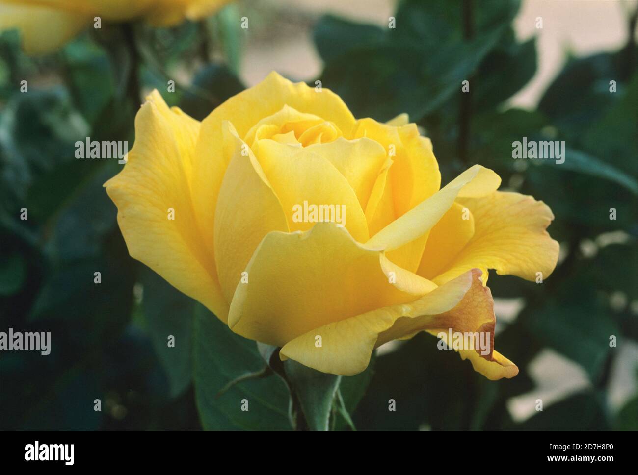 Rose (Rosa sp) 'Gold Glow', flower Stock Photo - Alamy