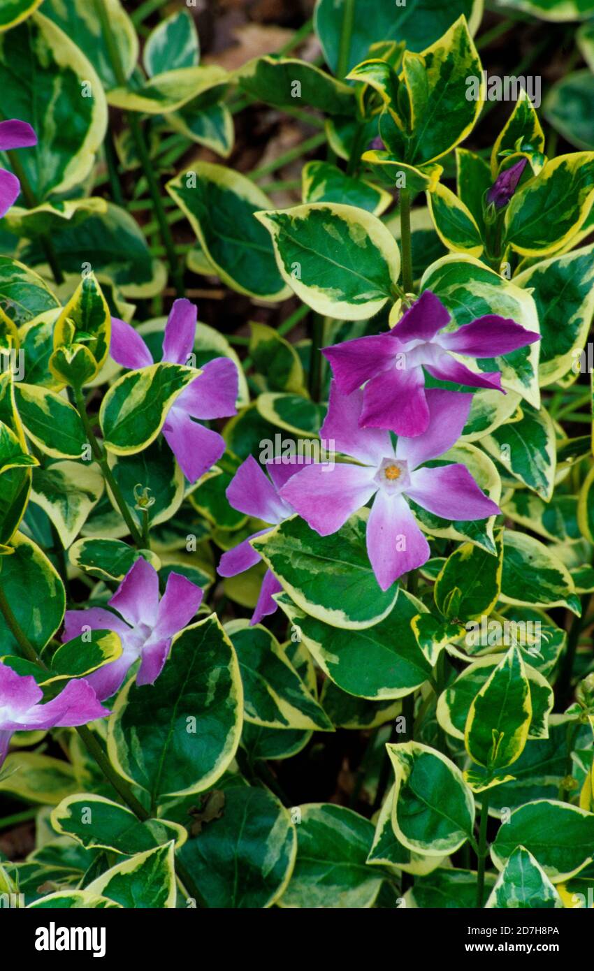 Greater Periwinkle (Vinca major) 'Variegata' flowers Stock Photo - Alamy