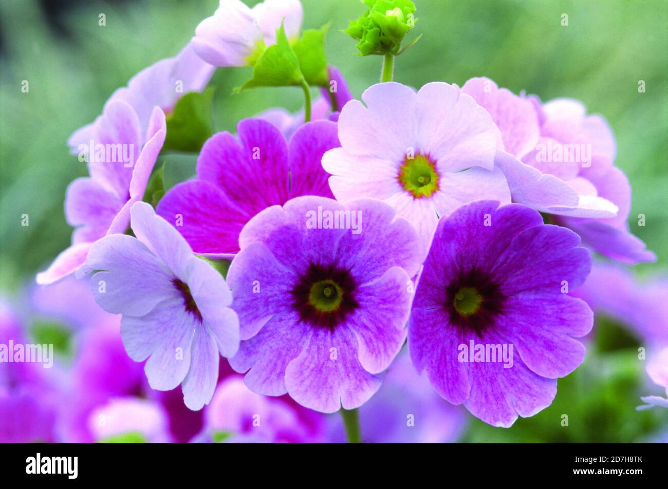 German primrose houseplant hi-res stock photography and images - Alamy
