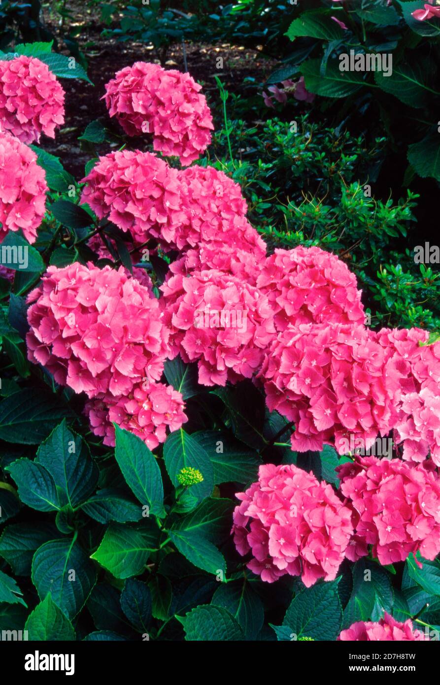 French hydrangea (Hydrangea macrophylla) in bloom Stock Photo - Alamy