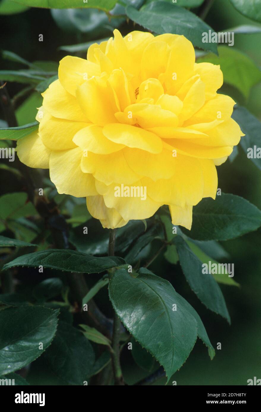 Rose 'Gold Glow' (Rosa sp), Spring Stock Photo - Alamy
